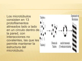Matriz citoplasmática y citoesqueleto | PPTX
