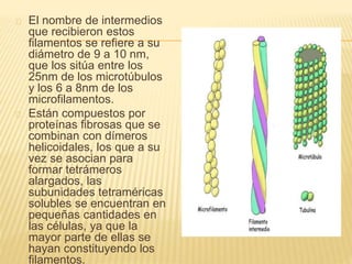 Matriz citoplasmática y citoesqueleto | PPTX