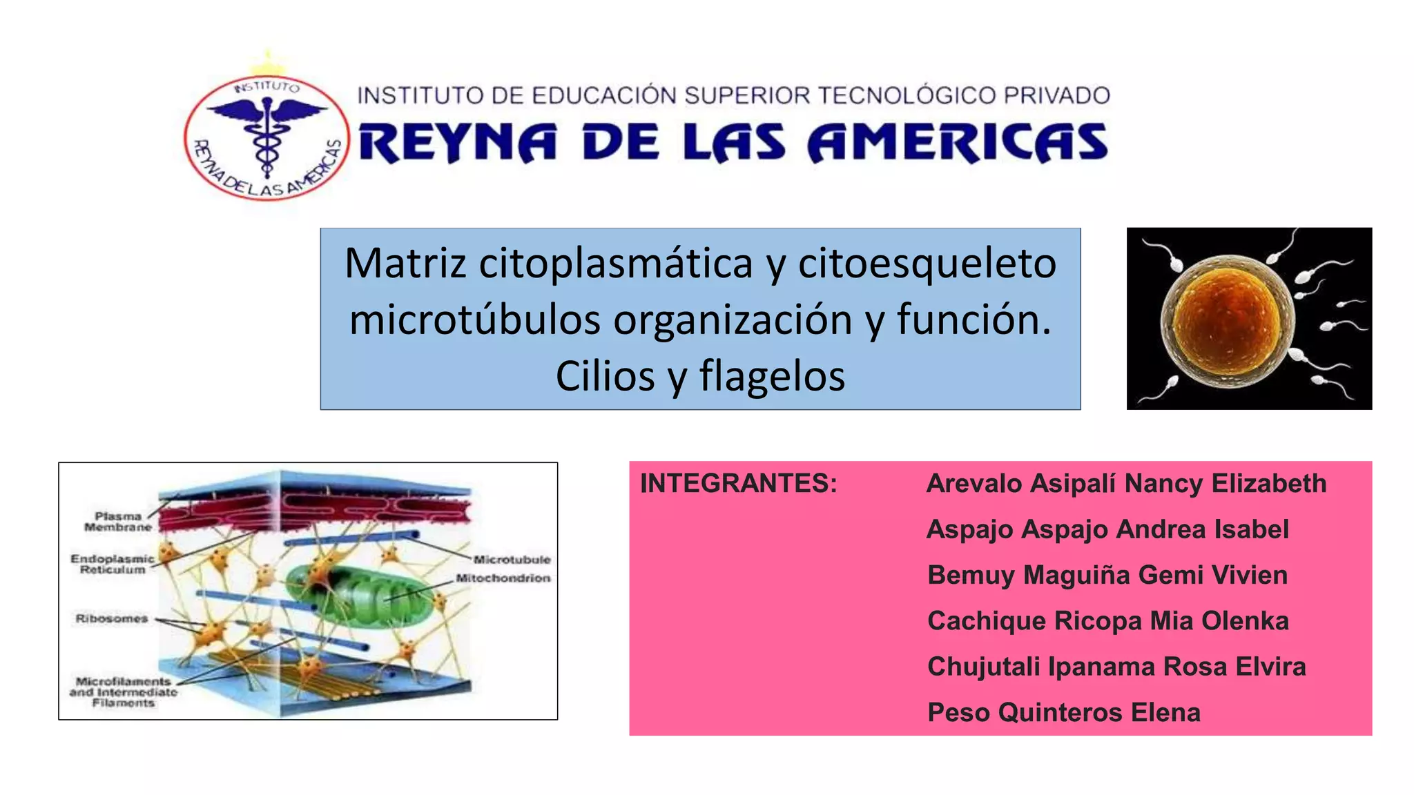 Matriz citoplasmática y citoesqueleto microtúbulos organización y ...