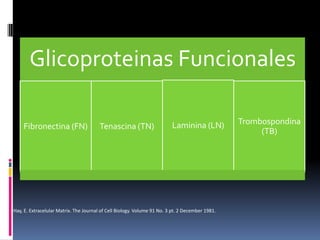 Matriz extracelular: Integración de células en tejidos. | PPTX