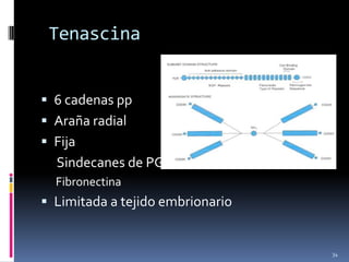 Matriz extracelular: Integración de células en tejidos. | PPTX