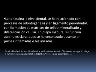 Matriz extracelular: Integración de células en tejidos. | PPTX