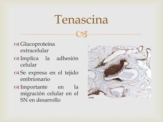 Matriz extracelular | PPTX