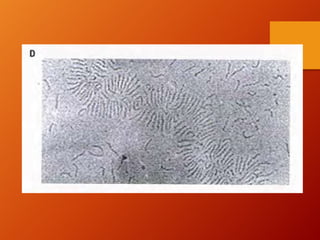 histología humana MATRIZ EXTRACELULAR.pptx