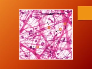 histología humana MATRIZ EXTRACELULAR.pptx