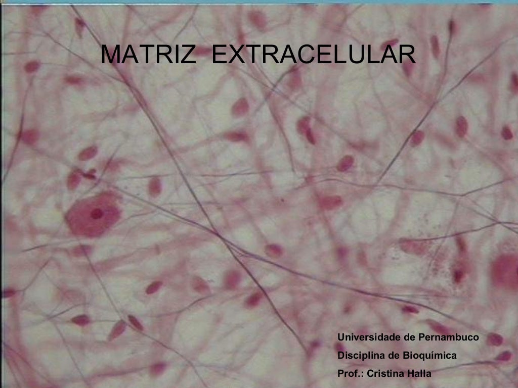 Matriz Extracelular