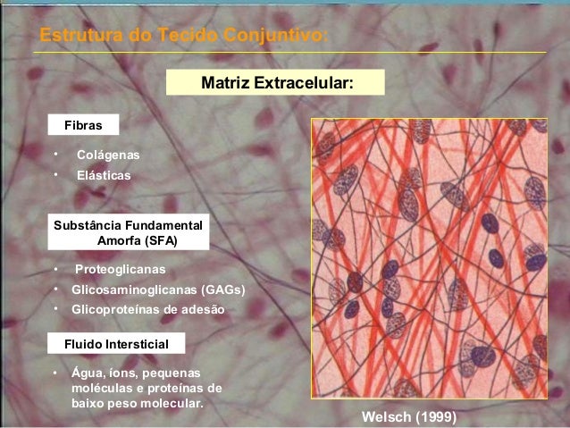 Matriz Extracelular