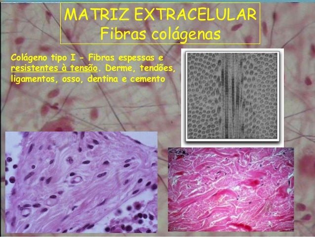 Matriz Extracelular