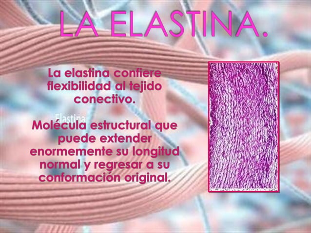 Matriz extracelular, colágeno y elastina | PPT