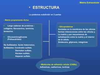 Matriz extracelulari | PPT