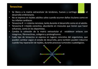 Matriz extracelular tercera semanalisto.pdf