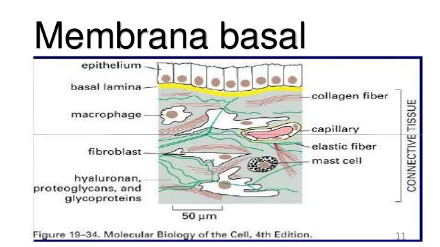 Matriz extracelular y proteínas plasmáticas