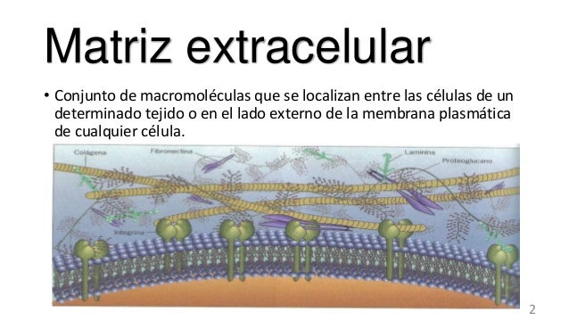 Matriz extracelular y proteínas plasmáticas