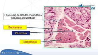 MATRIZ PPT PARA CLASES 10 mOrfo].pptx