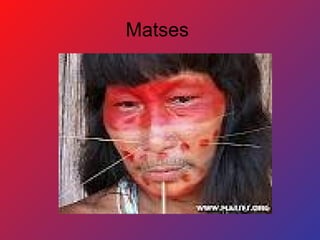 Matses | PPT