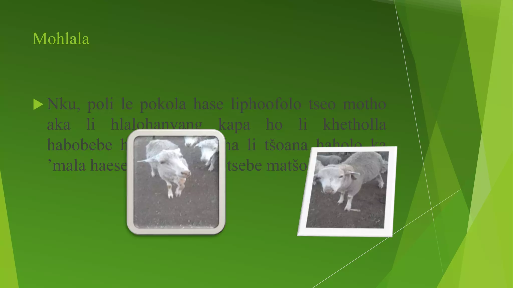 Mats'oao a liphoofolo | PPTX