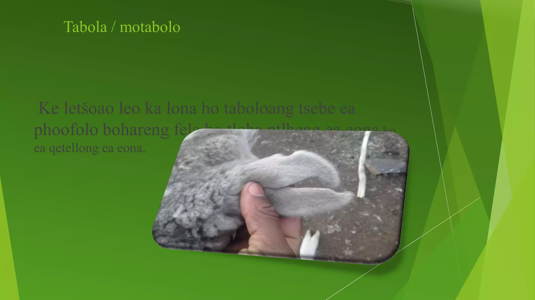 Mats'oao a liphoofolo | PPTX