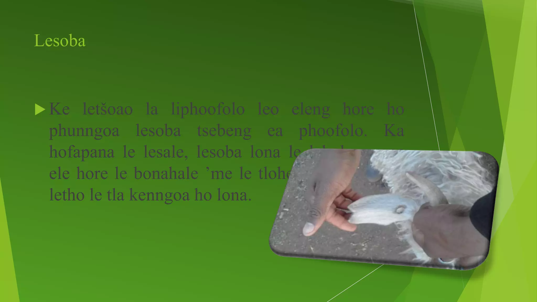Mats'oao a liphoofolo | PPTX