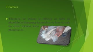 Mats'oao a liphoofolo | PPTX
