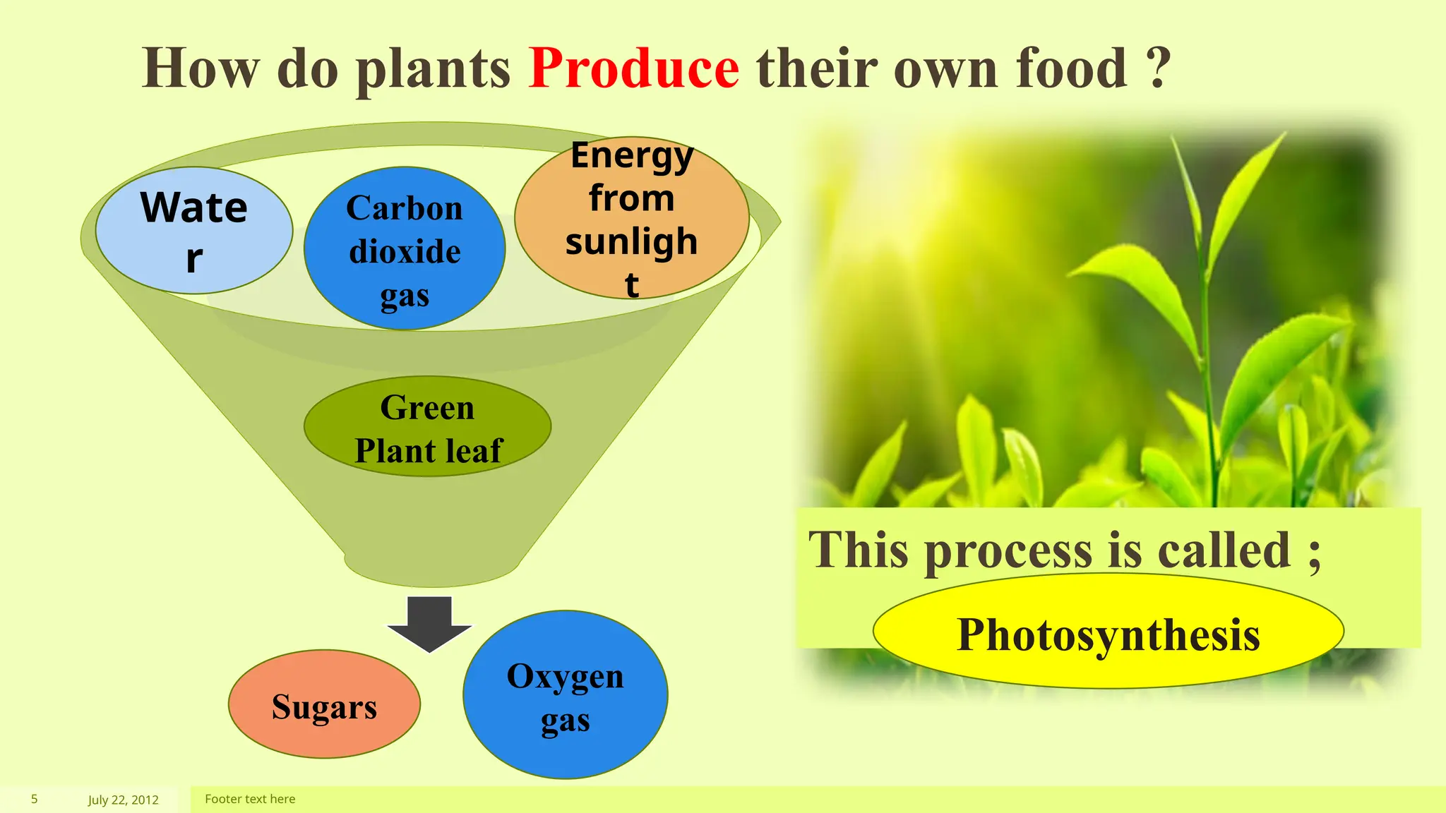 grade 6 Matter and Energy in Ecosystems.pptx