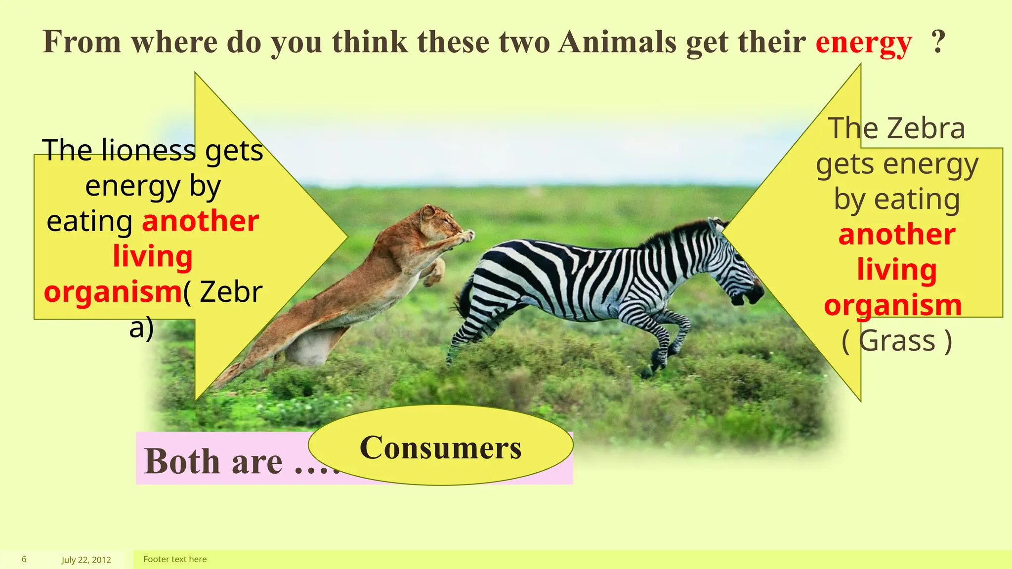 grade 6 Matter and Energy in Ecosystems.pptx