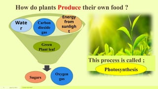 grade 6 Matter and Energy in Ecosystems.pptx