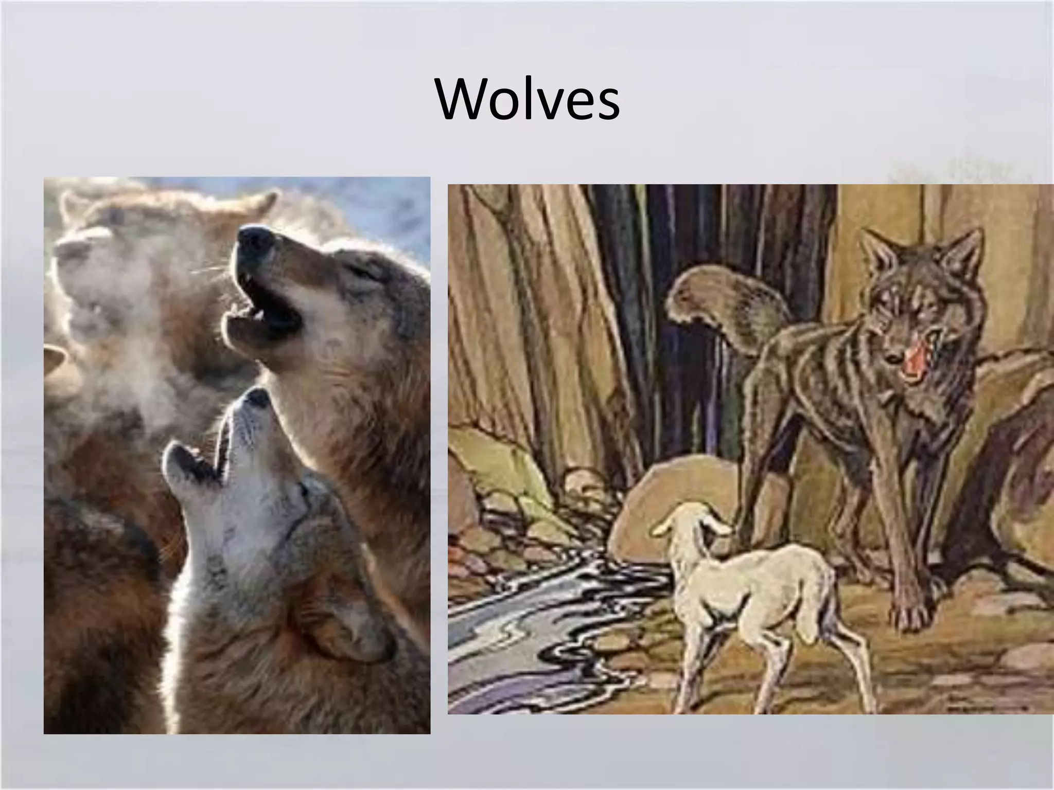 Matthew 10, Disciples, Apostles, wolves, Fear God, Boasting, ss, Jesus ...