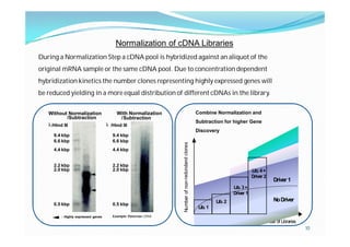 Approaches to cDNA Cloning and Analysis | PDF