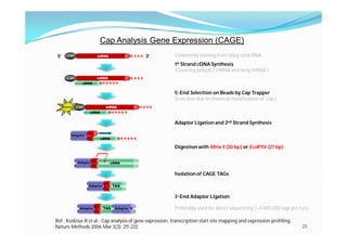 Approaches to cDNA Cloning and Analysis | PDF