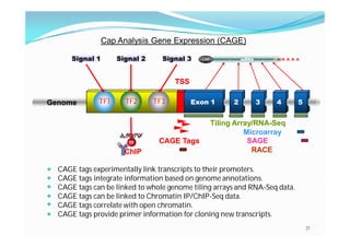 Approaches to cDNA Cloning and Analysis | PDF