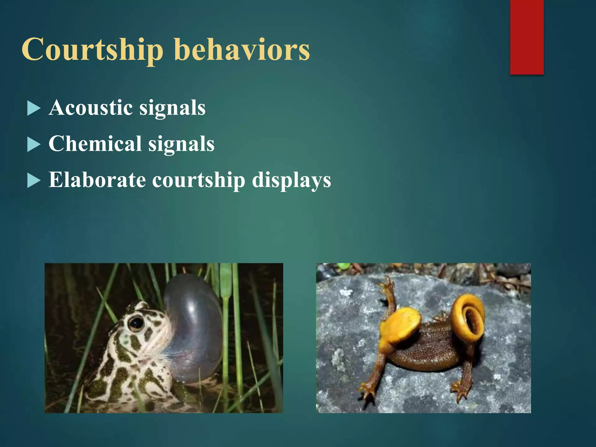 MATTING BEHAVIOR IN AMPHIBIANS.pptx