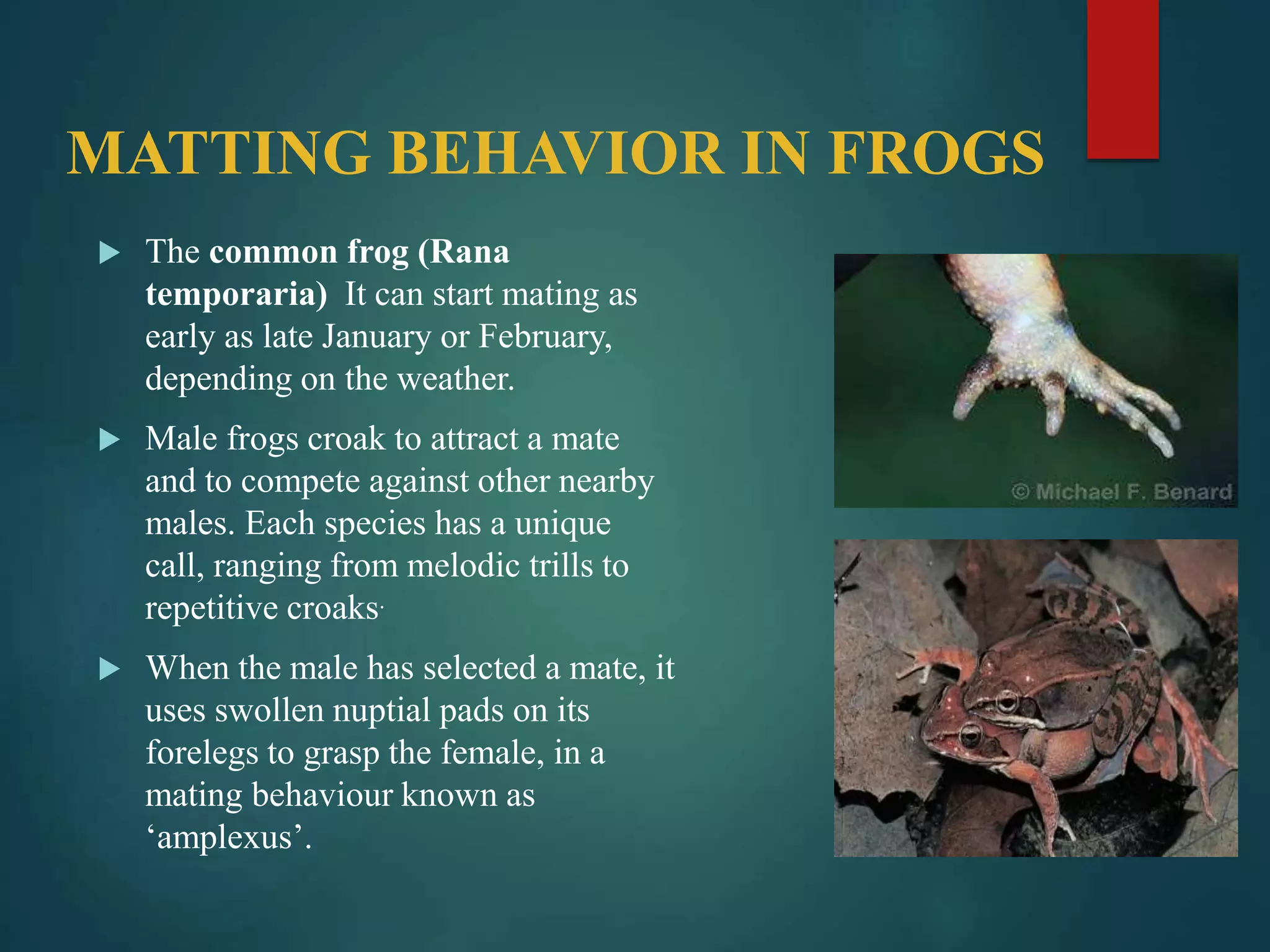 MATTING BEHAVIOR IN AMPHIBIANS.pptx
