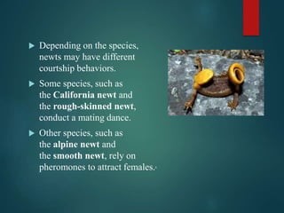 MATTING BEHAVIOR IN AMPHIBIANS.pptx