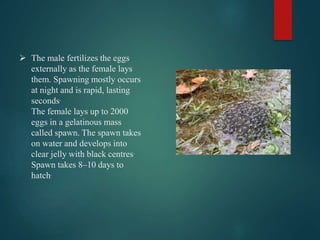 MATTING BEHAVIOR IN AMPHIBIANS.pptx
