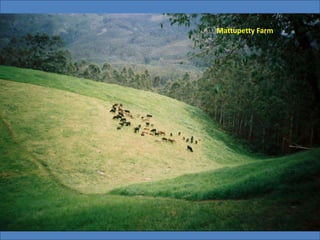 Mattupetty Dairy Farm