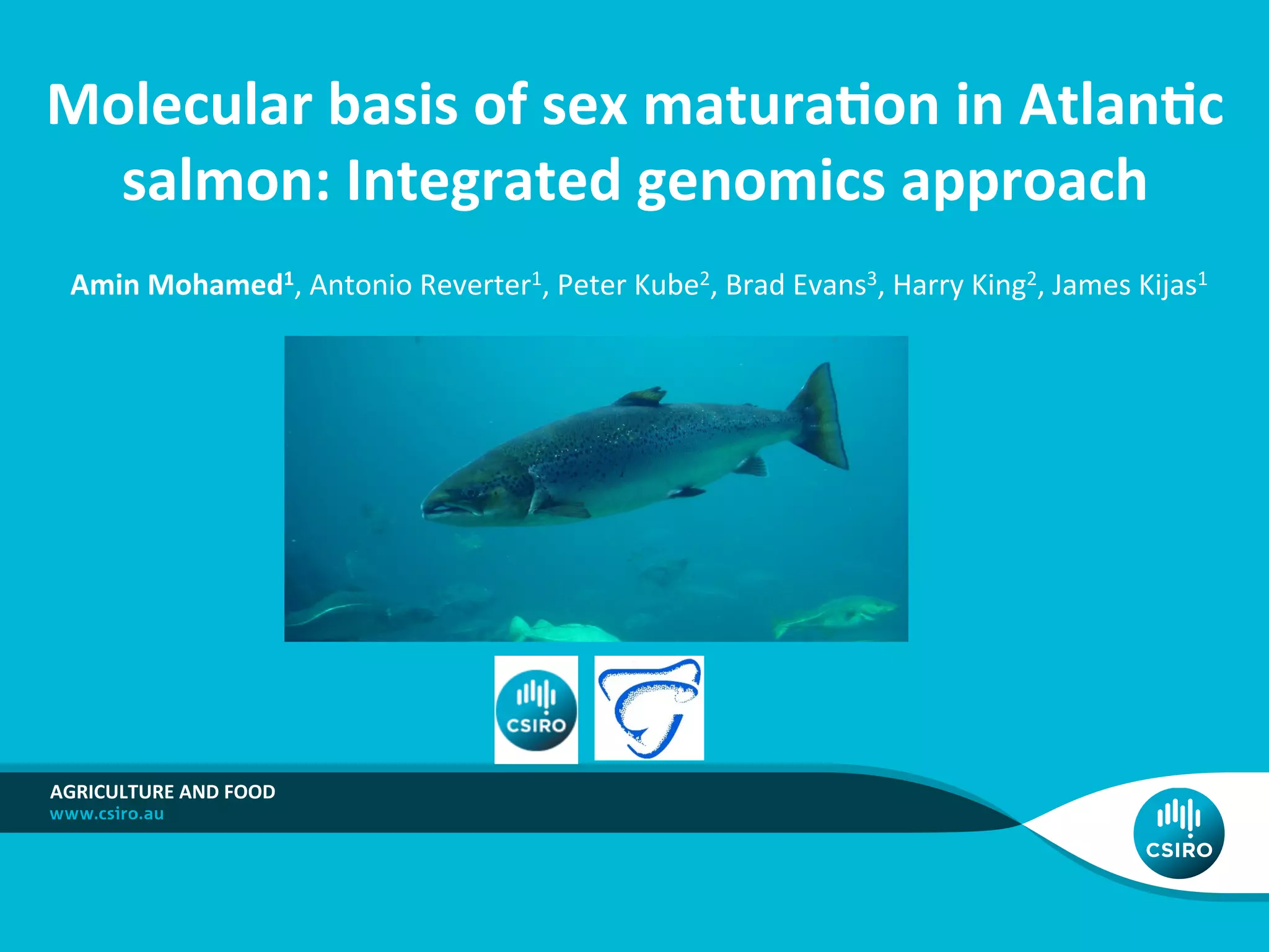 Molecular basis of sex maturation in Atlantic salmon: Integrated ...