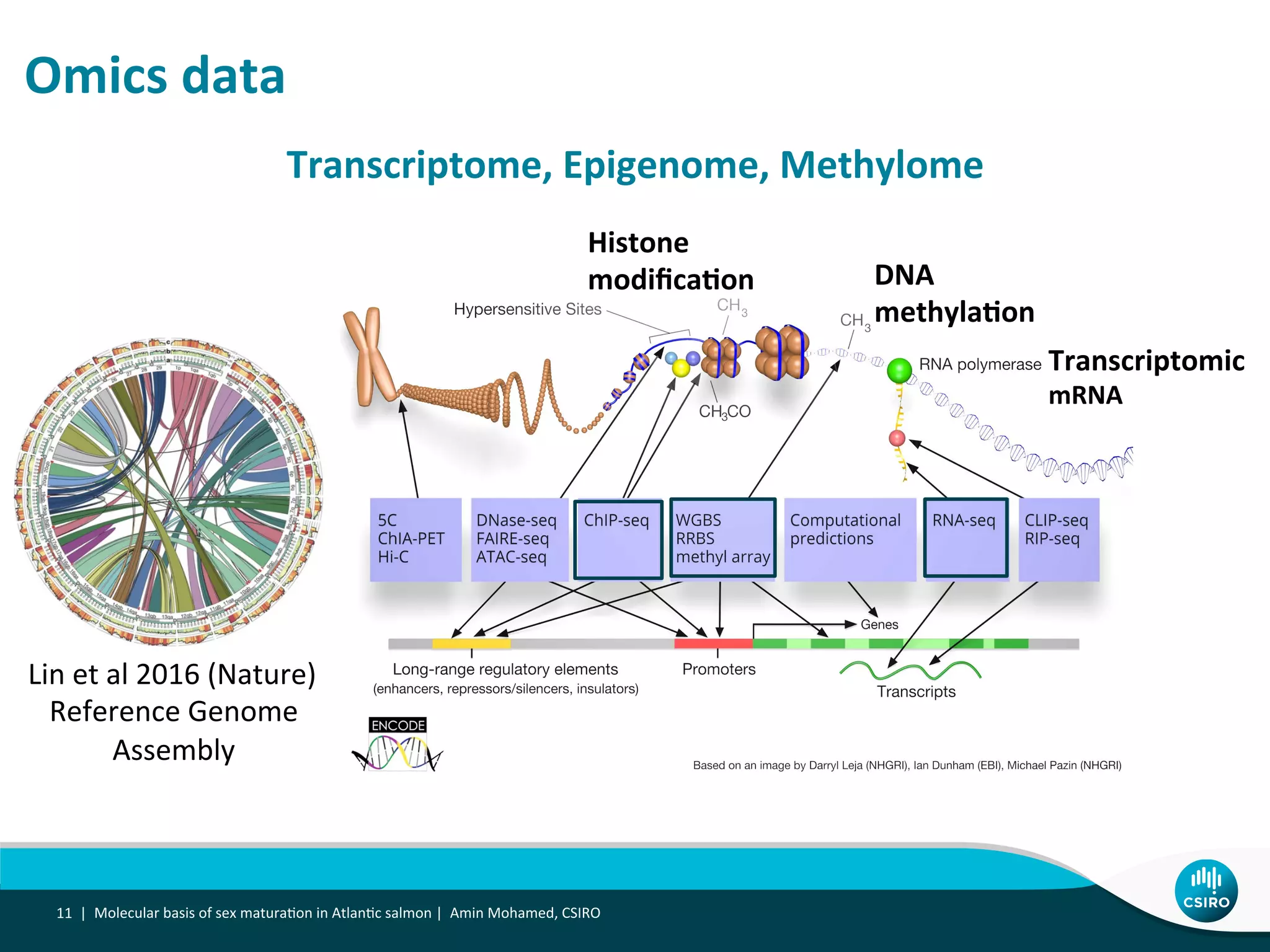 Molecular basis of sex maturation in Atlantic salmon: Integrated ...