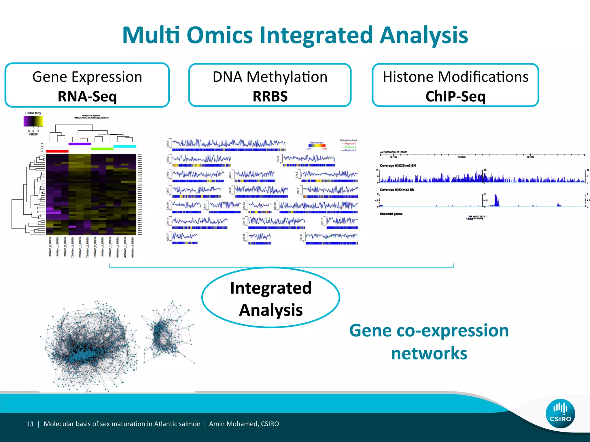 Molecular basis of sex maturation in Atlantic salmon: Integrated ...