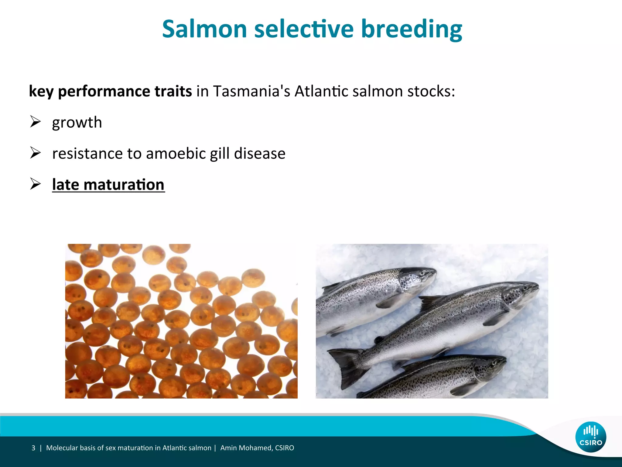 Molecular basis of sex maturation in Atlantic salmon: Integrated ...
