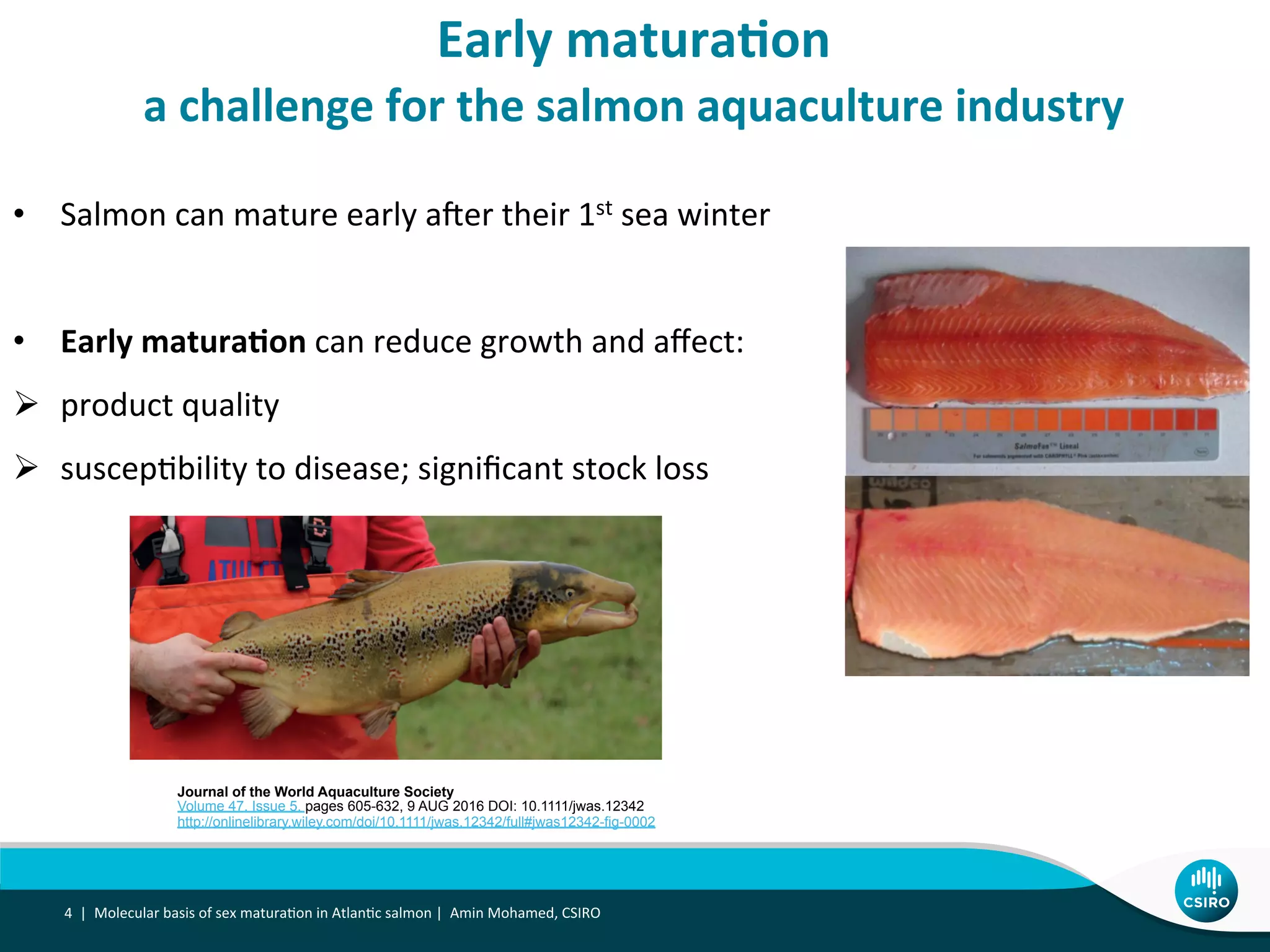 Molecular basis of sex maturation in Atlantic salmon: Integrated ...