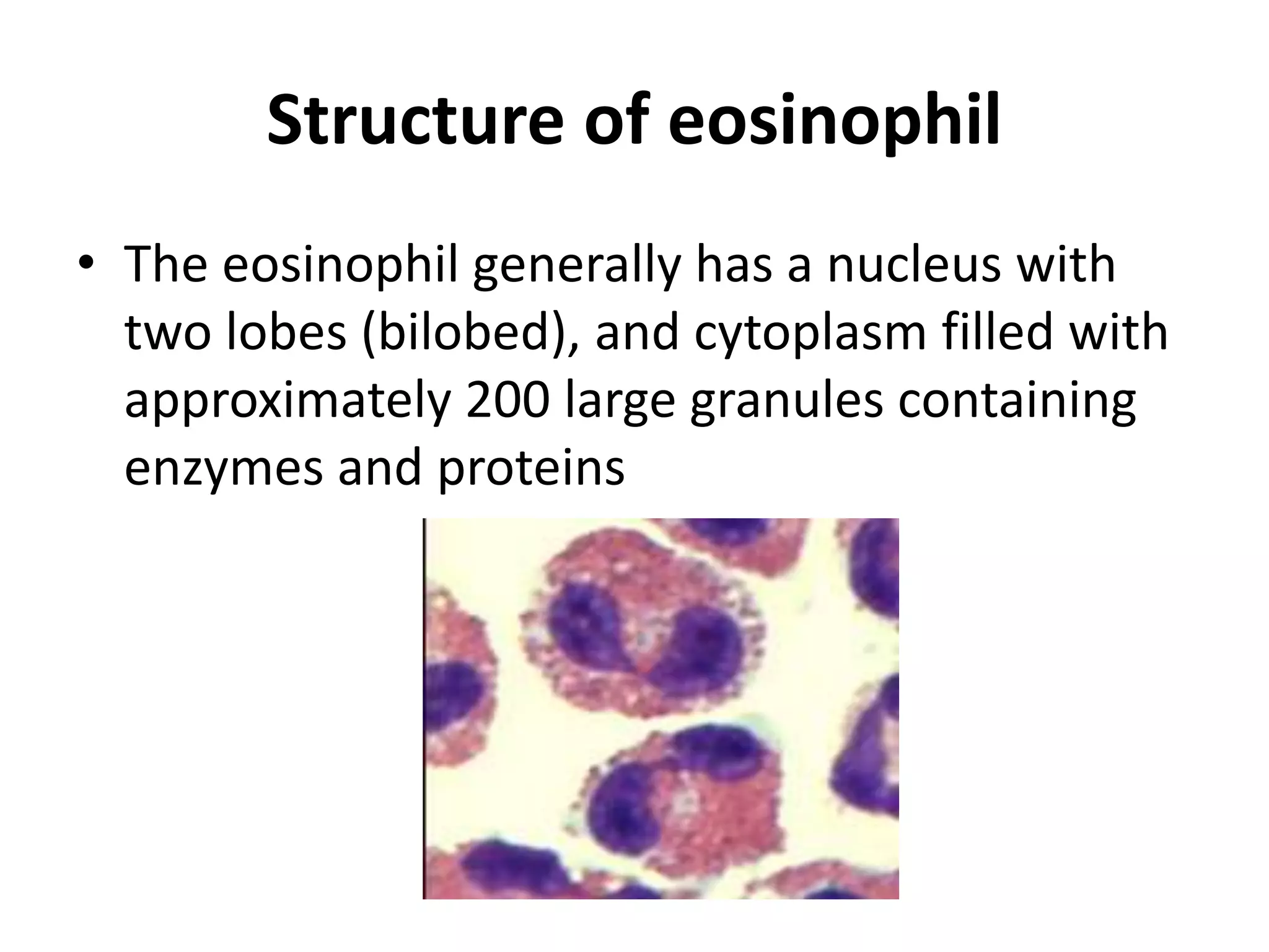 Maturation of eosinophil | PPTX
