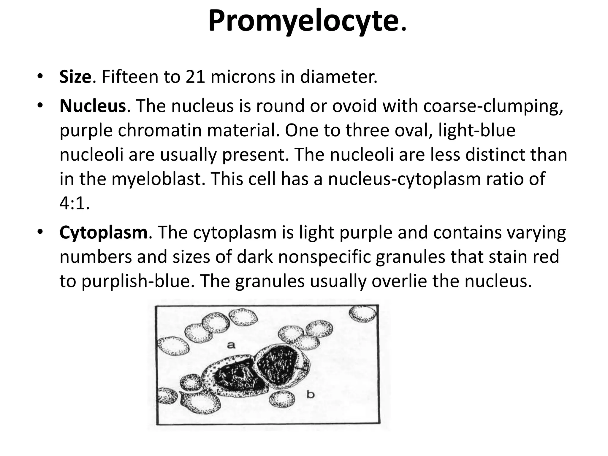 Maturation of eosinophil | PPTX