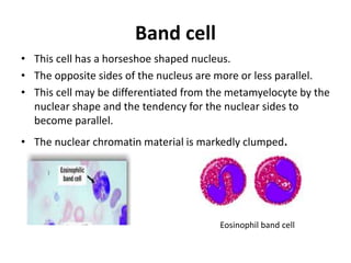 Maturation of eosinophil | PPTX