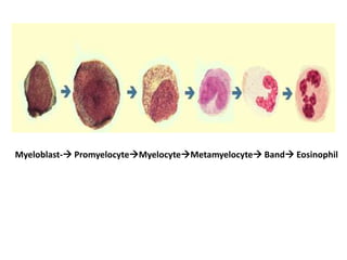 Maturation of eosinophil | PPTX