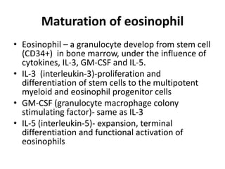 Maturation of eosinophil | PPTX