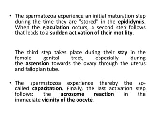 Maturation of sperm | PPTX