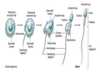 Maturation of sperm | PPTX