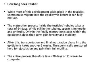 Maturation of sperm | PPTX