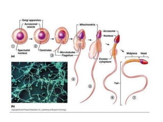 Maturation of sperm | PPTX | Infertility | Reproductive Health