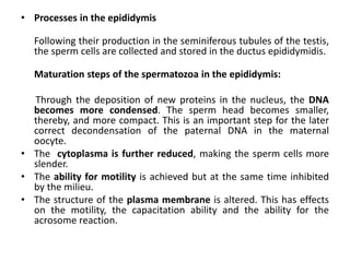 Sperm Maturation Process